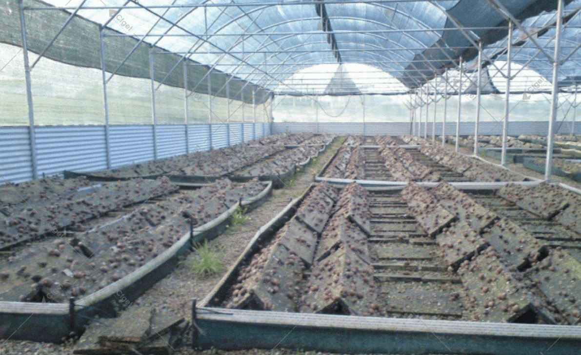 Durban Snail Farming Greenhouse Project